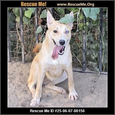 - Texas Mutt Rescue - ADOPTIONS - Rescue Me!