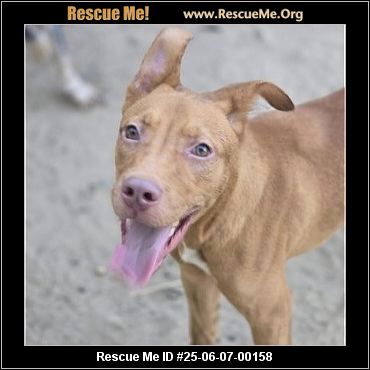 - Texas Mutt Rescue - ADOPTIONS - Rescue Me!