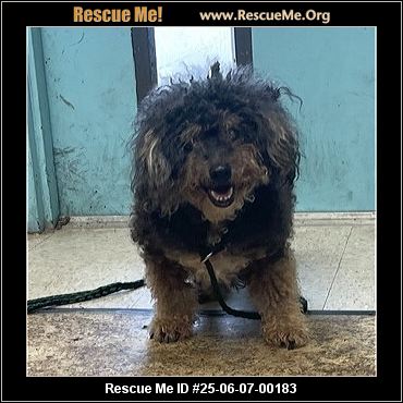 - Texas Mutt Rescue - ADOPTIONS - Rescue Me!