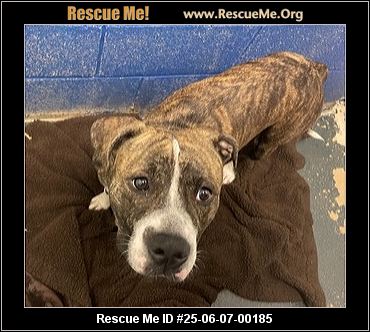 - Texas Mutt Rescue - ADOPTIONS - Rescue Me!