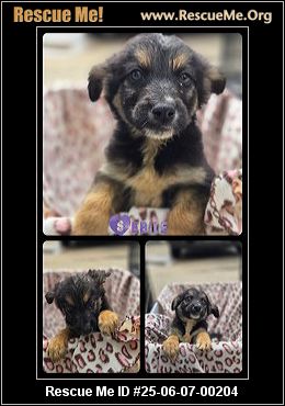 - Texas Mutt Rescue - ADOPTIONS - Rescue Me!