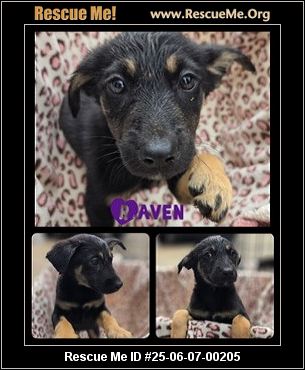 - Texas Mutt Rescue - ADOPTIONS - Rescue Me!