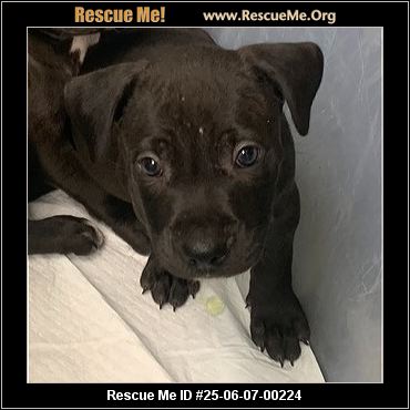 - Texas Mutt Rescue - ADOPTIONS - Rescue Me!
