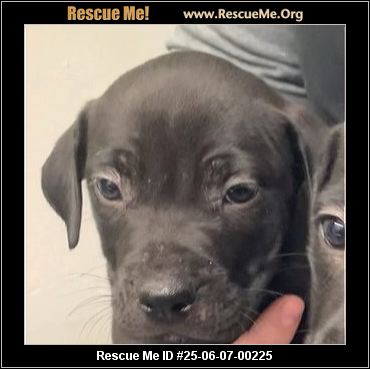 - Texas Mutt Rescue - ADOPTIONS - Rescue Me!