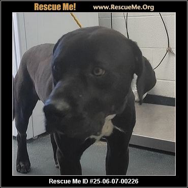 - Texas Mutt Rescue - ADOPTIONS - Rescue Me!