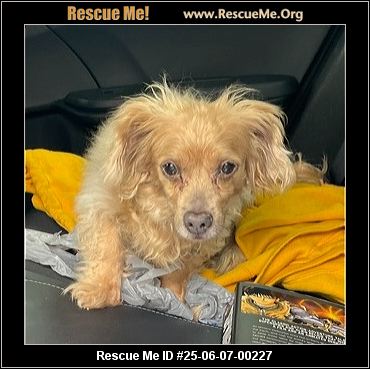 - Texas Mutt Rescue - ADOPTIONS - Rescue Me!