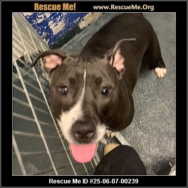 - Texas Mutt Rescue - ADOPTIONS - Rescue Me!