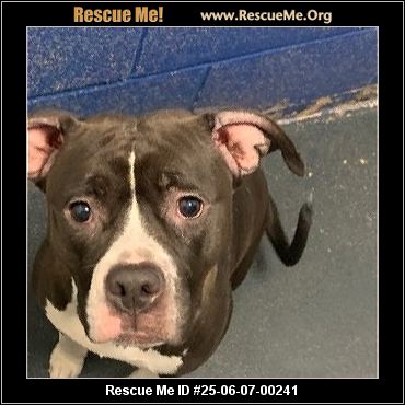 - Texas Mutt Rescue - ADOPTIONS - Rescue Me!