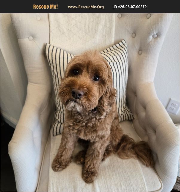 ADOPT 25060700272 ~ Cockapoo Rescue ~ Land O' Lakes, FL