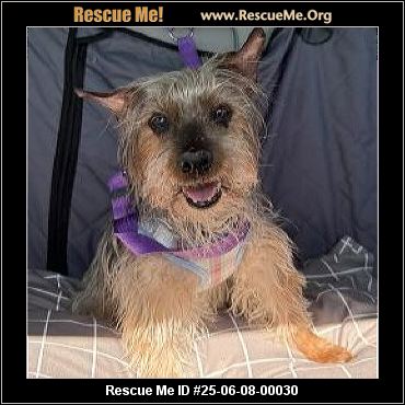 - Texas Yorkie Rescue - ADOPTIONS - Rescue Me!