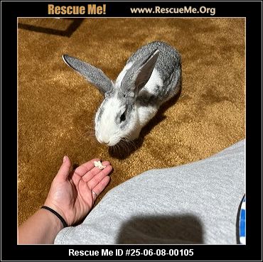 - Illinois Rabbit Rescue - ADOPTIONS - Rescue Me!