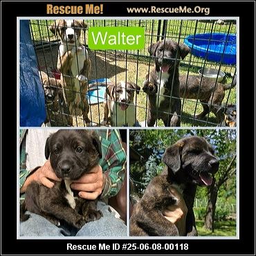 - Oregon Australian Shepherd Rescue - ADOPTIONS - Rescue Me!