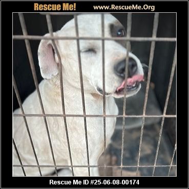 - Texas Mutt Rescue - ADOPTIONS - Rescue Me!
