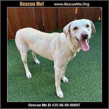 - Vermont Dog Rescue - ADOPTIONS - Rescue Me!