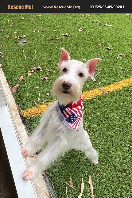 ADOPT 25060900283 ~ Schnauzer Rescue ~ Fort Myers, FL