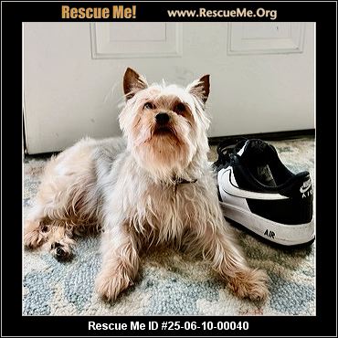 - Georgia Yorkie Rescue - ADOPTIONS - Rescue Me!