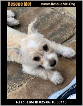 - Texas Schnauzer Rescue - ADOPTIONS - Rescue Me!