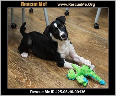 - Texas Mutt Rescue - ADOPTIONS - Rescue Me!
