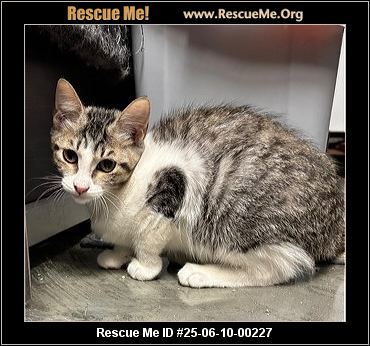 - New Jersey Cat Rescue - ADOPTIONS - Rescue Me!
