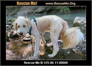 - Pennsylvania Poodle Rescue - ADOPTIONS - Rescue Me!