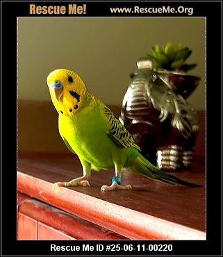 - Washington Pet Bird Rescue - ADOPTIONS - Rescue Me!