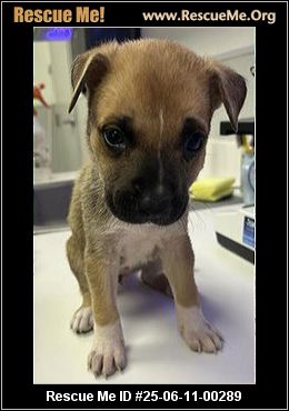 - Texas Mutt Rescue - ADOPTIONS - Rescue Me!