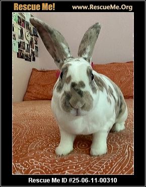 - Virginia Rabbit Rescue - ADOPTIONS - Rescue Me!