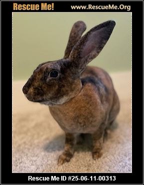 - Virginia Rabbit Rescue - ADOPTIONS - Rescue Me!