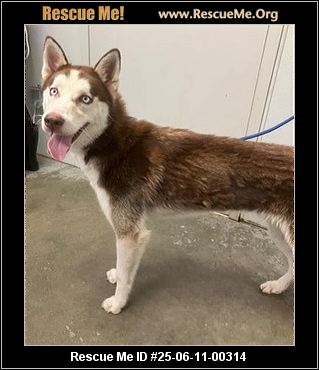 - Texas Mutt Rescue - ADOPTIONS - Rescue Me!