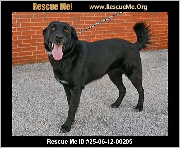 - Kansas Dog Rescue - ADOPTIONS - Rescue Me!