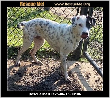 - South Carolina Dog Rescue - ADOPTIONS - Rescue Me!