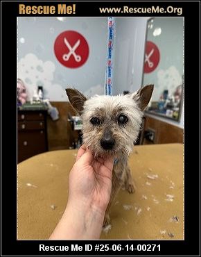- Georgia Yorkie Rescue - ADOPTIONS - Rescue Me!