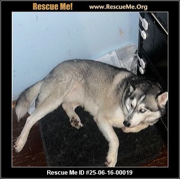 - Michigan Siberian Husky Rescue - ADOPTIONS - Rescue Me!