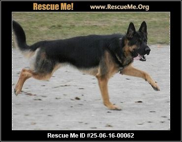 - Maryland German Shepherd Rescue - ADOPTIONS - Rescue Me!