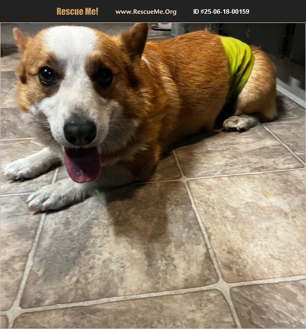 ADOPT 25061800159 ~ Corgi Rescue ~ Coarsegold, CA