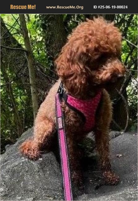 ADOPT 25061900024 ~ Poodle Rescue ~ Wallingford, PA