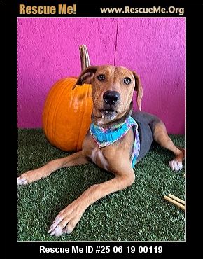 - California Rhodesian Ridgeback Rescue - ADOPTIONS - Rescue Me!