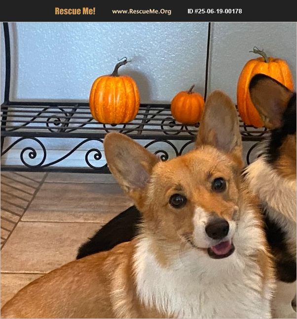 ADOPT 25061900178 ~ Corgi Rescue ~ Boulder City, NV