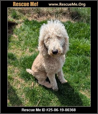 - Pennsylvania Poodle Rescue - ADOPTIONS - Rescue Me!