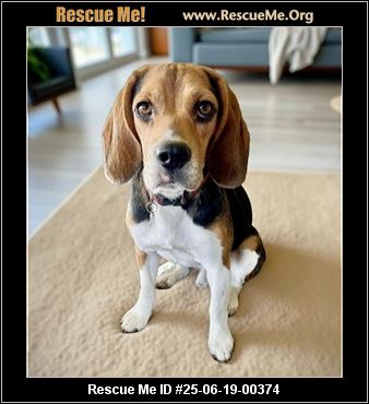 - Fur Fun Rescue Inc - Lisbon, IA - AVAILABLE PETS