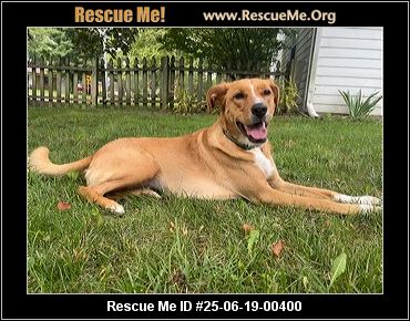 - Indiana Golden Retriever Rescue - ADOPTIONS - Rescue Me!