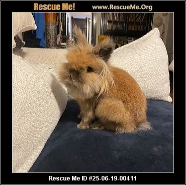 - Illinois Rabbit Rescue - ADOPTIONS - Rescue Me!