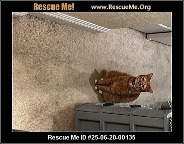 - California Cat Rescue - ADOPTIONS - Rescue Me!