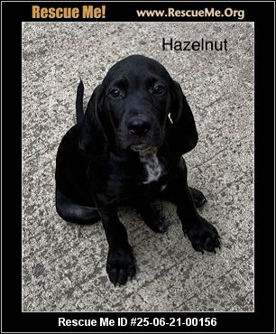 - Pennsylvania Beagle Rescue - ADOPTIONS - Rescue Me!