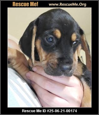 - Pennsylvania Beagle Rescue - ADOPTIONS - Rescue Me!