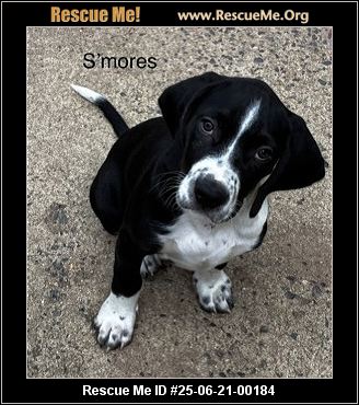 - Pennsylvania Beagle Rescue - ADOPTIONS - Rescue Me!