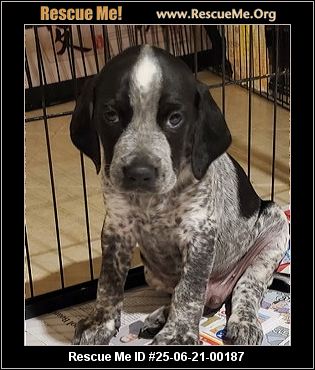 - Pennsylvania Beagle Rescue - ADOPTIONS - Rescue Me!