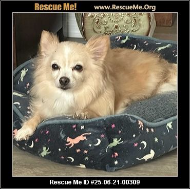 - Arizona Pomeranian Rescue - ADOPTIONS - Rescue Me!