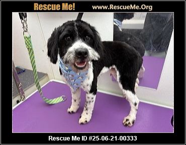 - Indiana Dog Rescue - ADOPTIONS - Rescue Me!