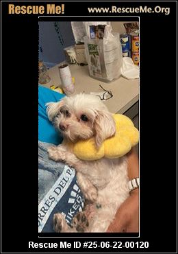- Florida Maltese Rescue - ADOPTIONS - Rescue Me!